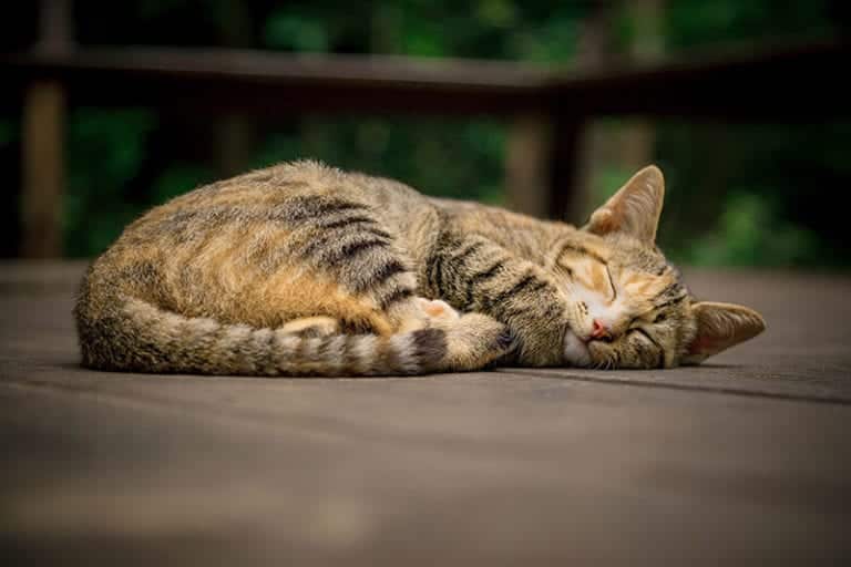 Maladie du chat : découvrez les maladies félines les plus fréquentes