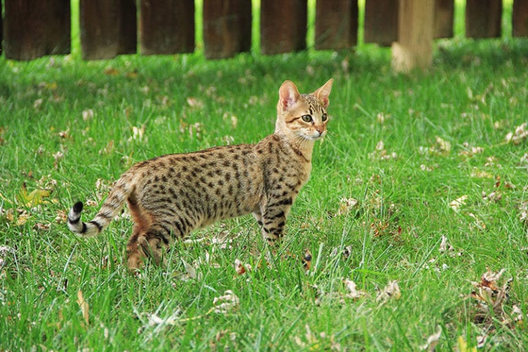 Savannah : un grand chat de race domestique à l'allure sauvage