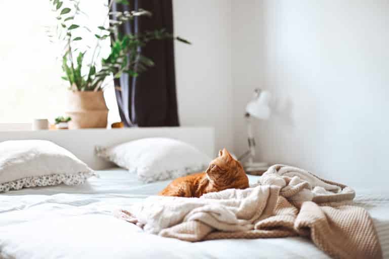 Hôtel pour chat : la pension haut de gamme pour la garde de vos chats