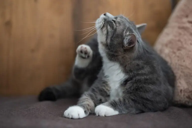 La gale du chat : comment reconnaître ses symptômes et la soigner