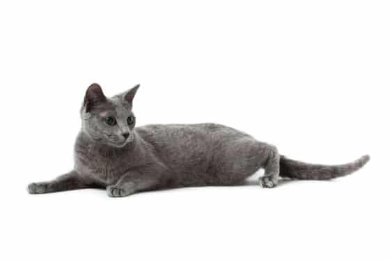 Bleu Russe : un chat de race très calme au pelage bleu (gris)