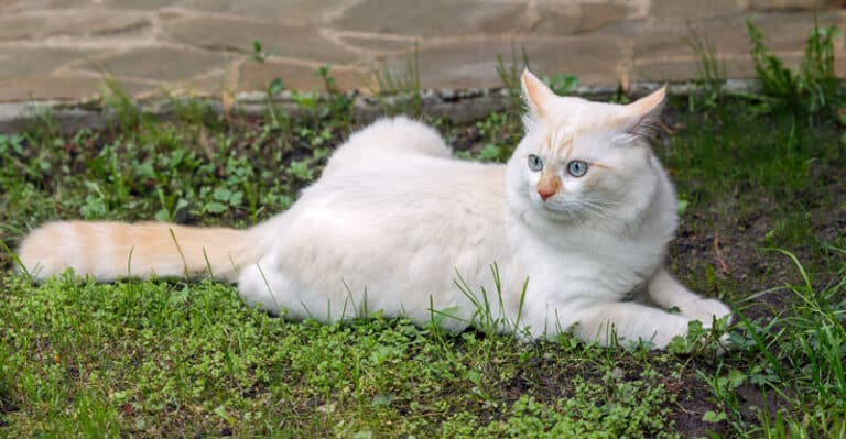 Angora Turc : une race de chat ancienne, aux poils longs et soyeux