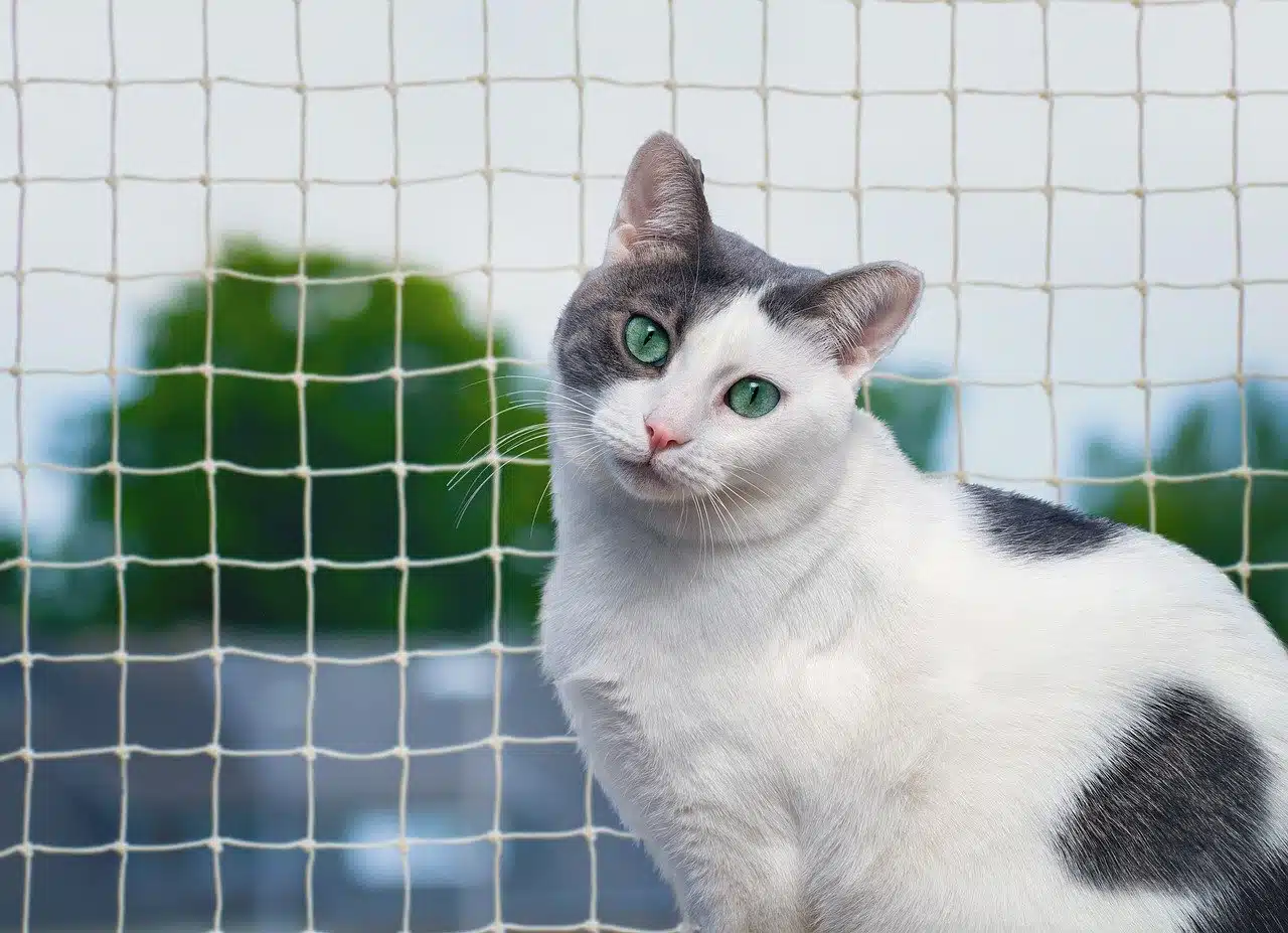 Race de chat : découvrez toutes les races de chats et leurs caractères
